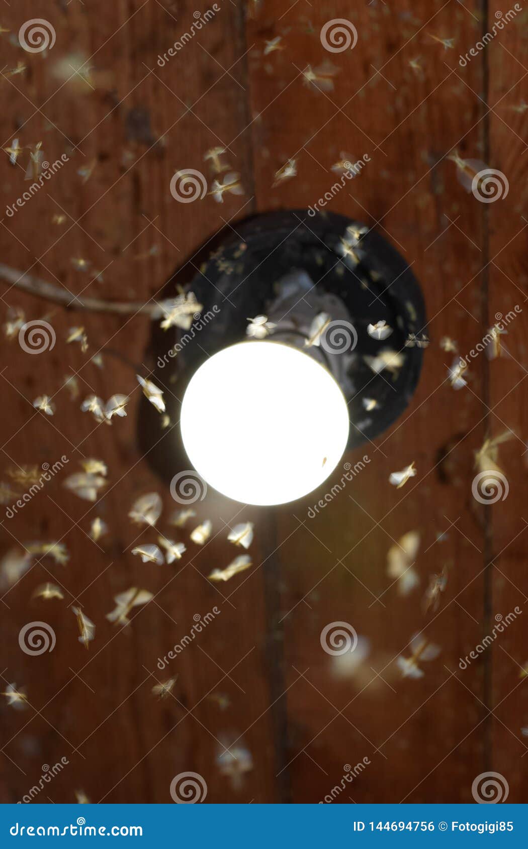 Night insects at a bulb stock photo. Image of light - 144694756