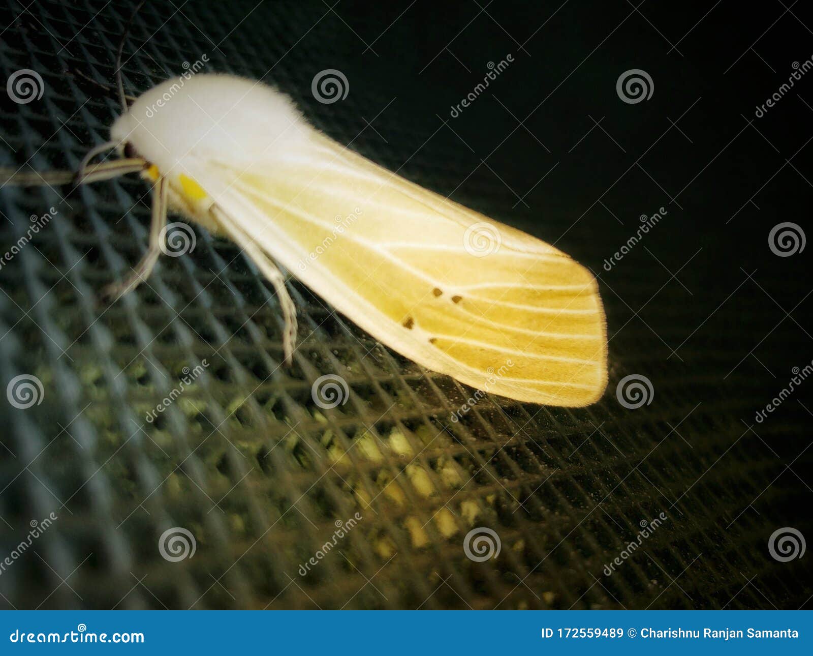 The Night Insects are Pretty Glamorous Isn& X27;t it Stock Image ...