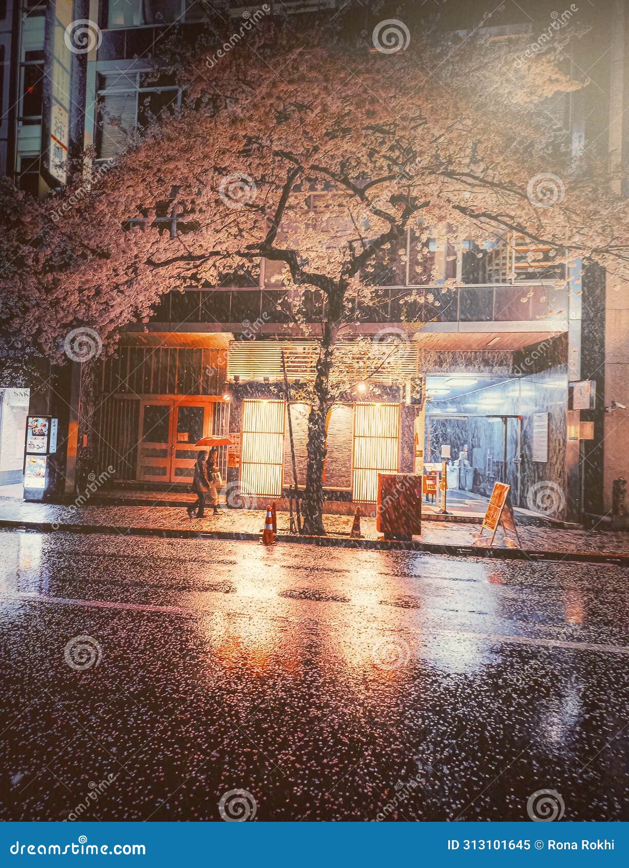 The Night in Japan & X22; Rainy Cherry Blossom & X22; & X22; Stock ...