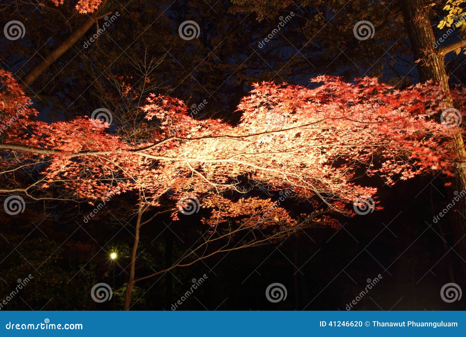 Night Japanese Red Maple Tree Stock Photo - Image of light, nature ...