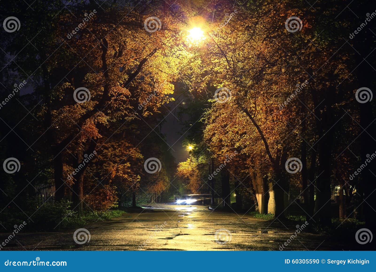 Night Landscape in the Park with Trees Alley Stock Photo - Image of ...