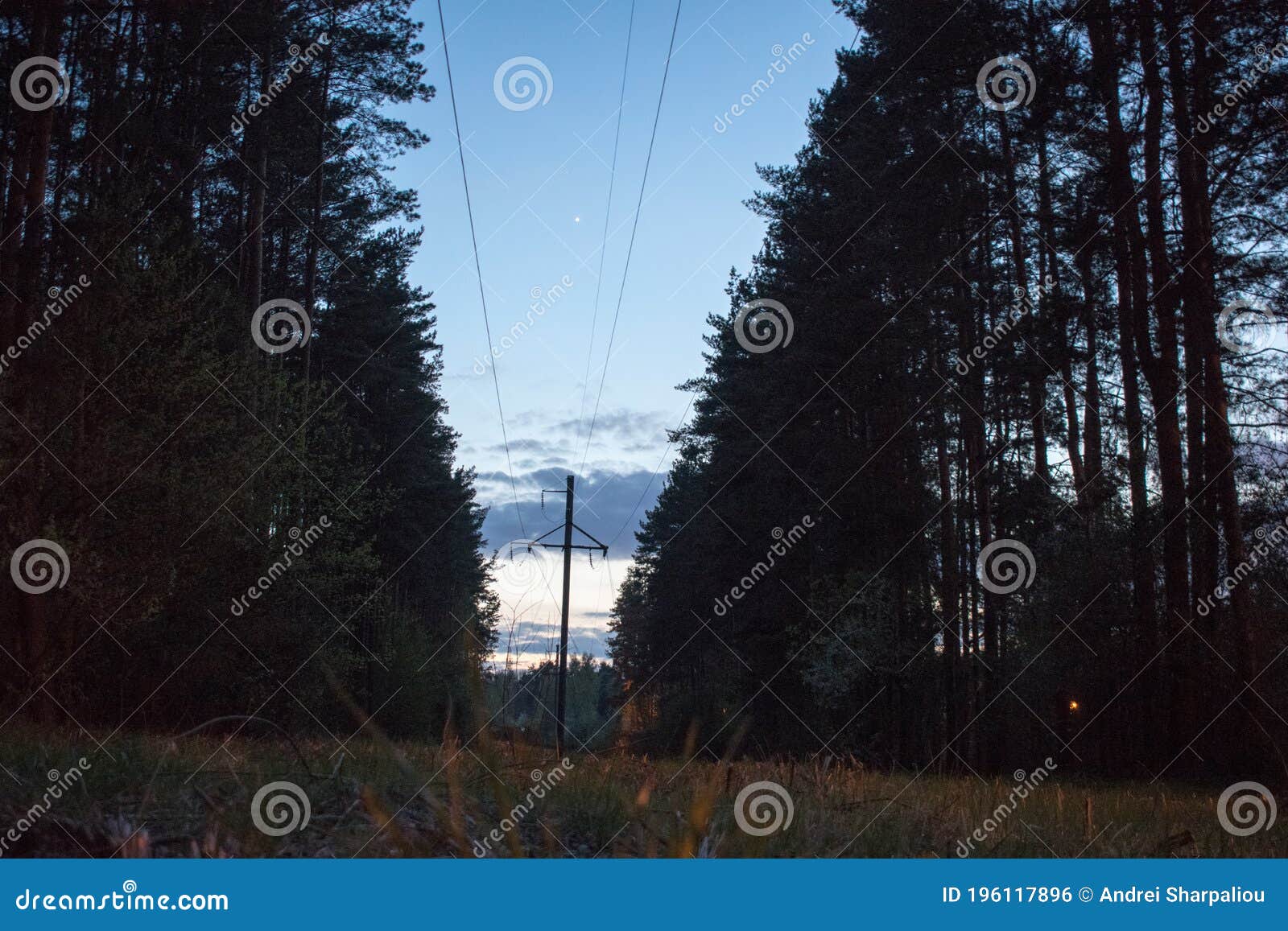 Night Landscape, Trees Grass Forest Night Lantern Stock Photo - Image ...