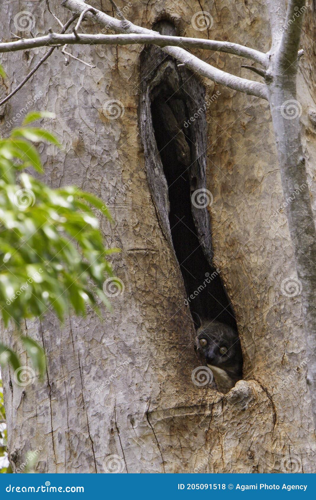 Night Lemur stock photo. Image of madagascar, peeping - 205091518