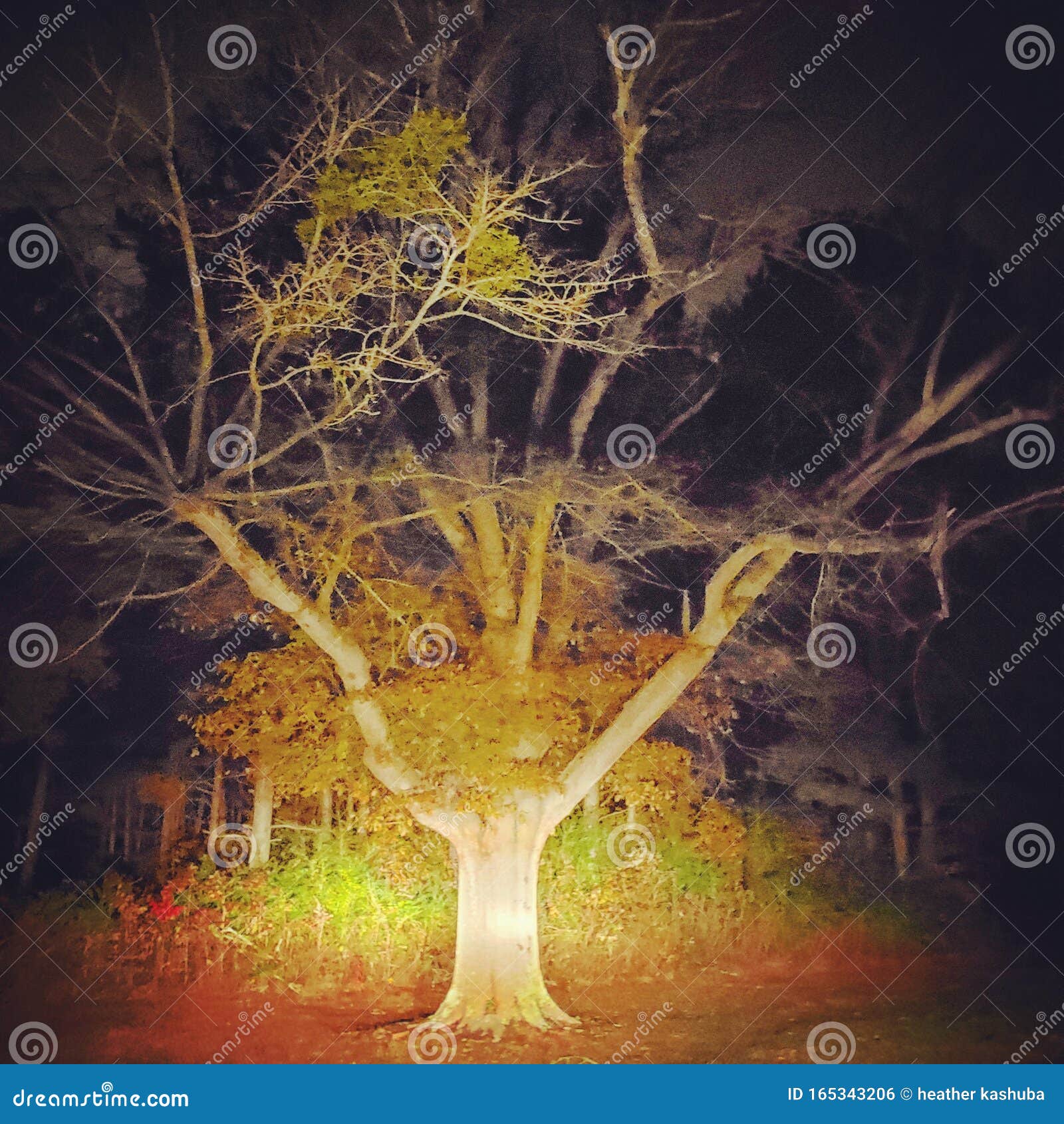 Night life tree lit up stock photo. Image of tree, night - 165343206