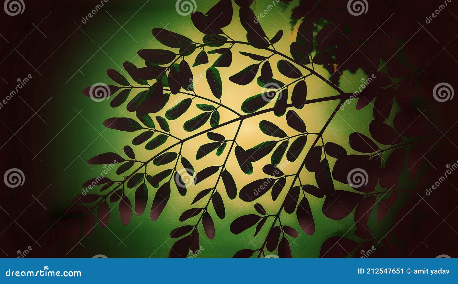 Night light leaf view stock image. Image of view, branch - 212547651