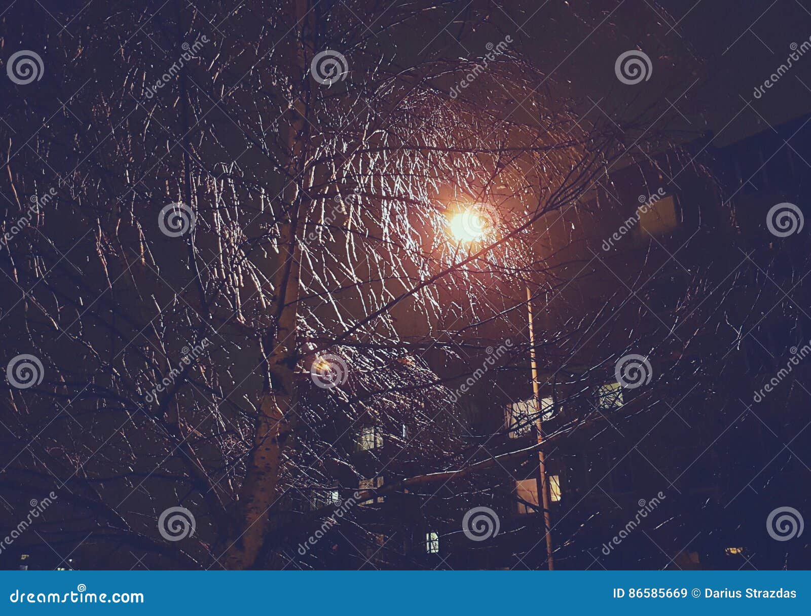 Night light stock image. Image of shining, night, tree - 86585669