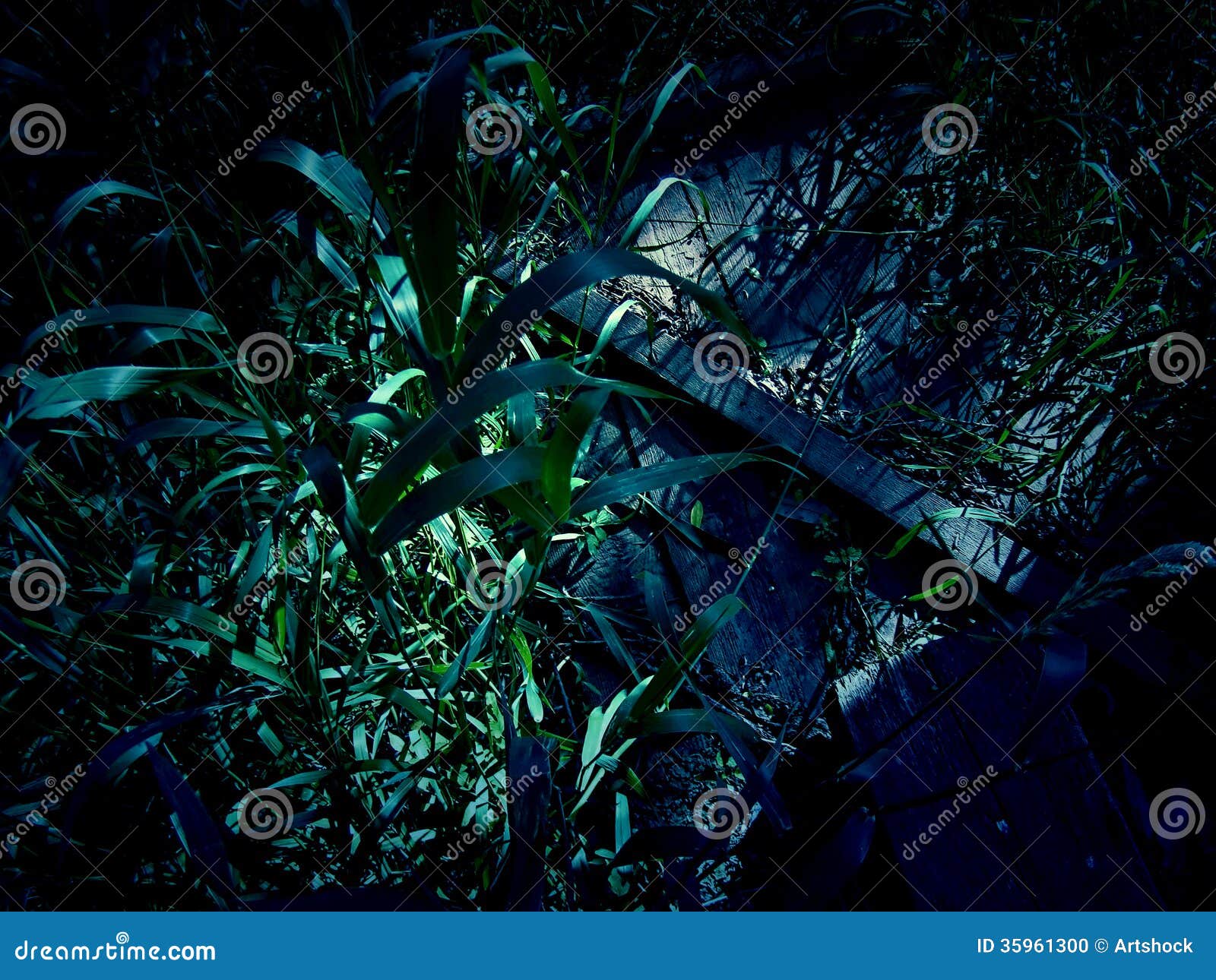 Night long grass stock photo. Image of short, fresh, lawn - 35961300