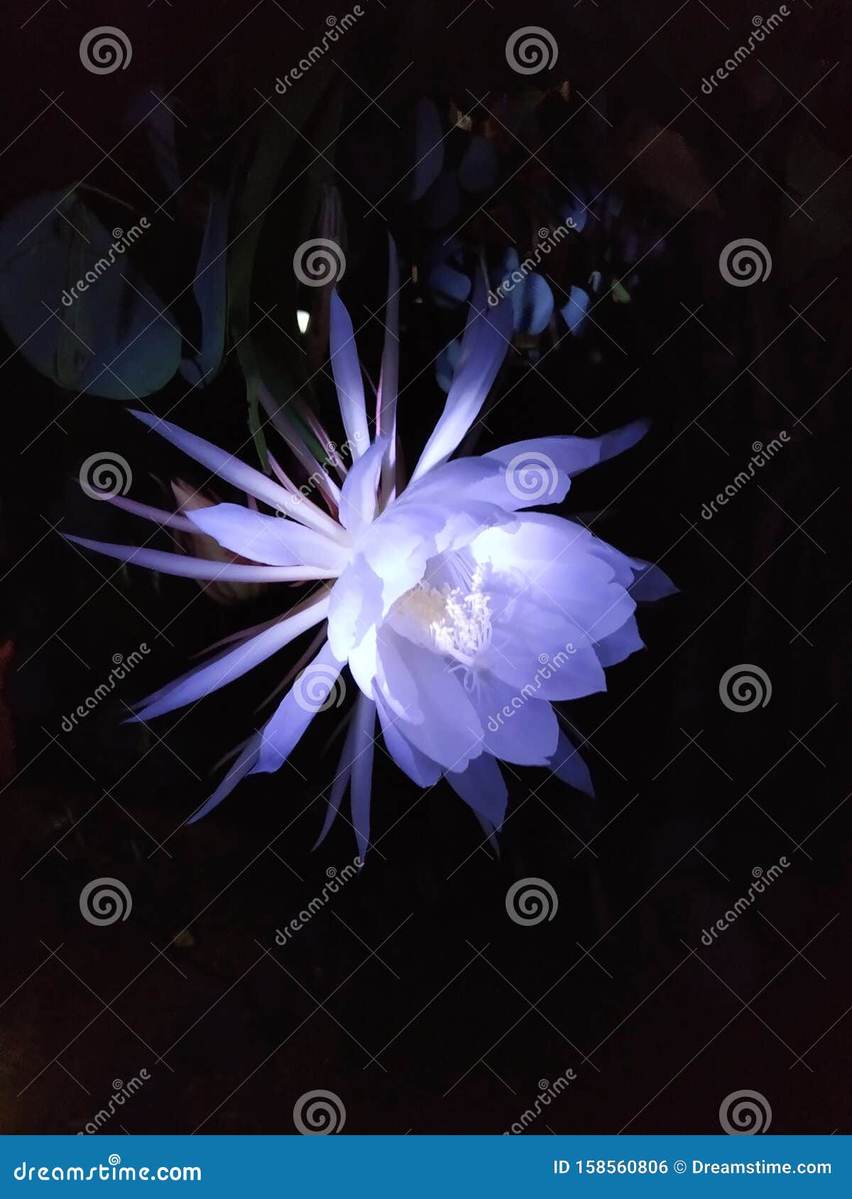 Night lotus brahma stock photo. Image of nature, white - 158560806