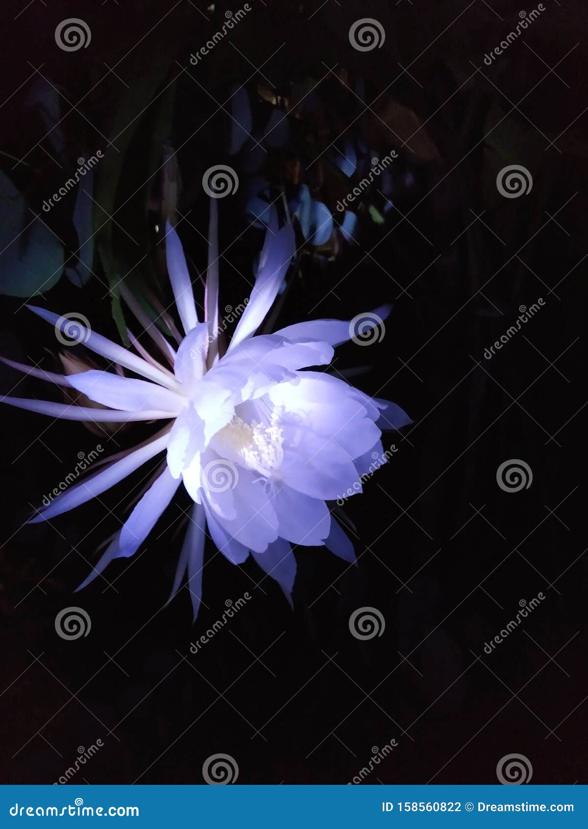 Night lotus brahma stock photo. Image of lotus, nature - 158560822