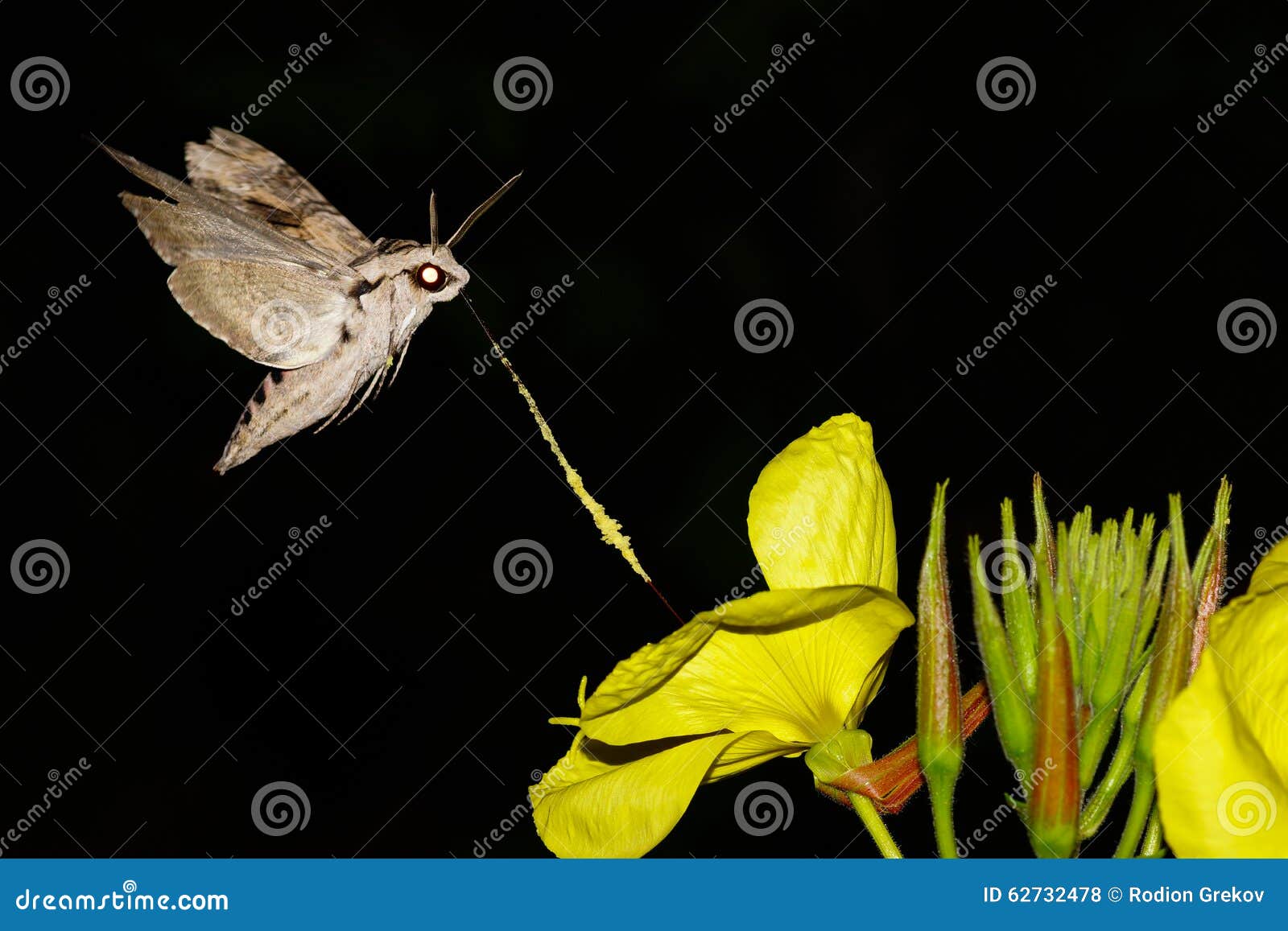 Night macro of sphingidae stock photo. Image of designers - 62732478