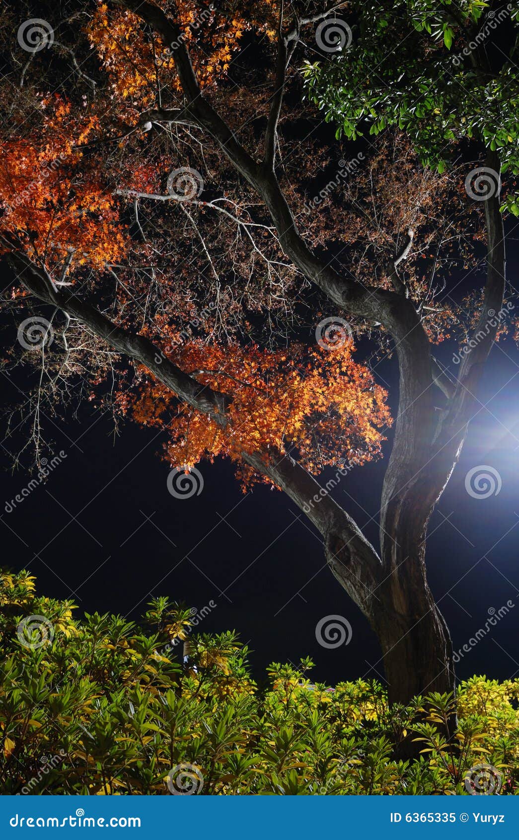 Night maple tree stock image. Image of season, park, background - 6365335