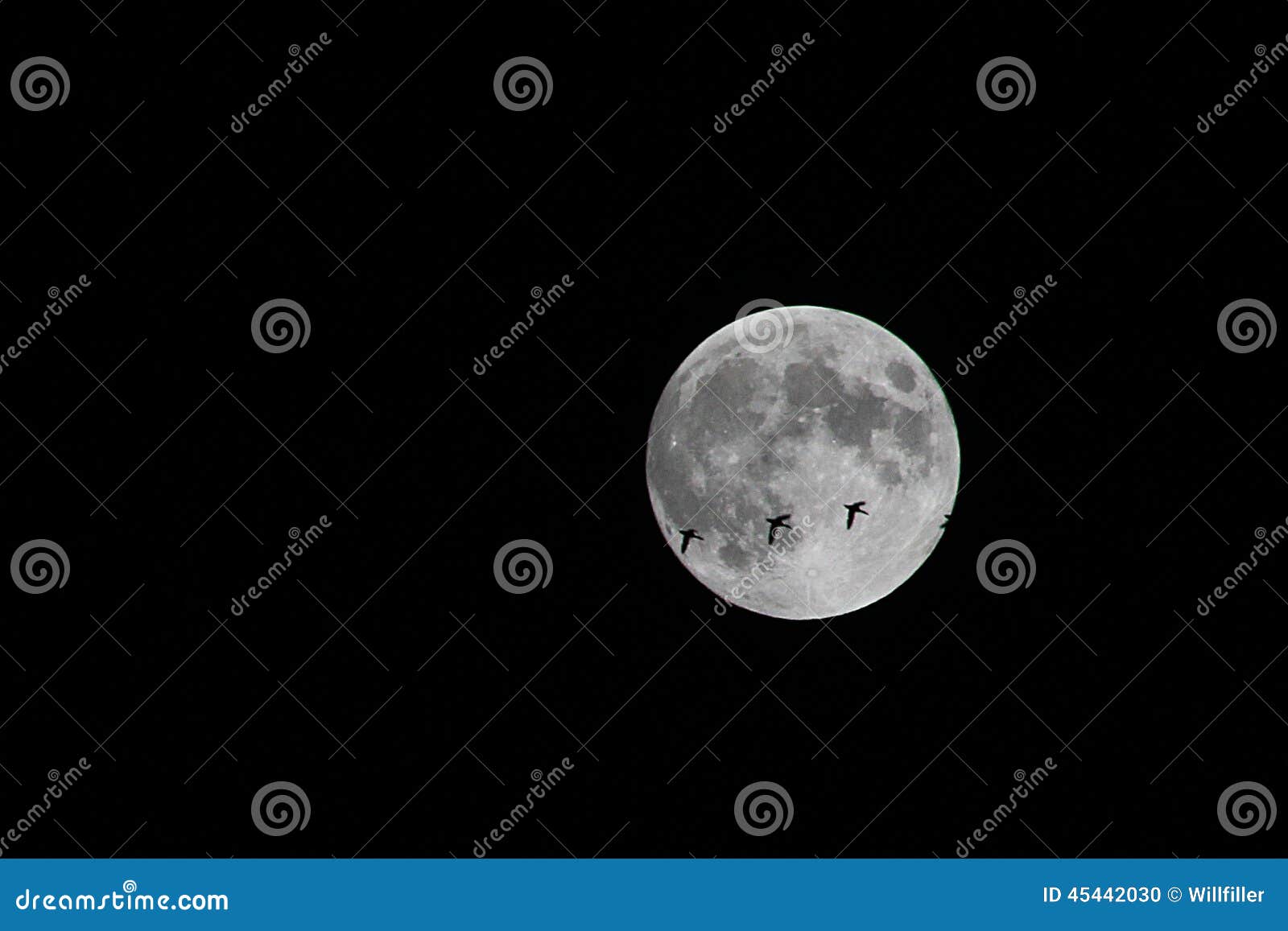 Night Migration stock photo. Image of fall, moon, full - 45442030