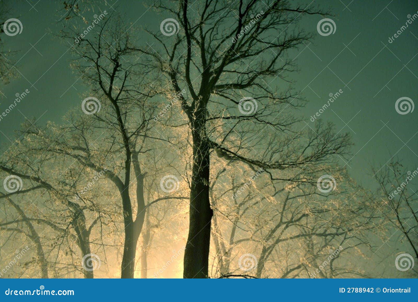 Night in a misty forest stock photo. Image of fire, great - 2788942