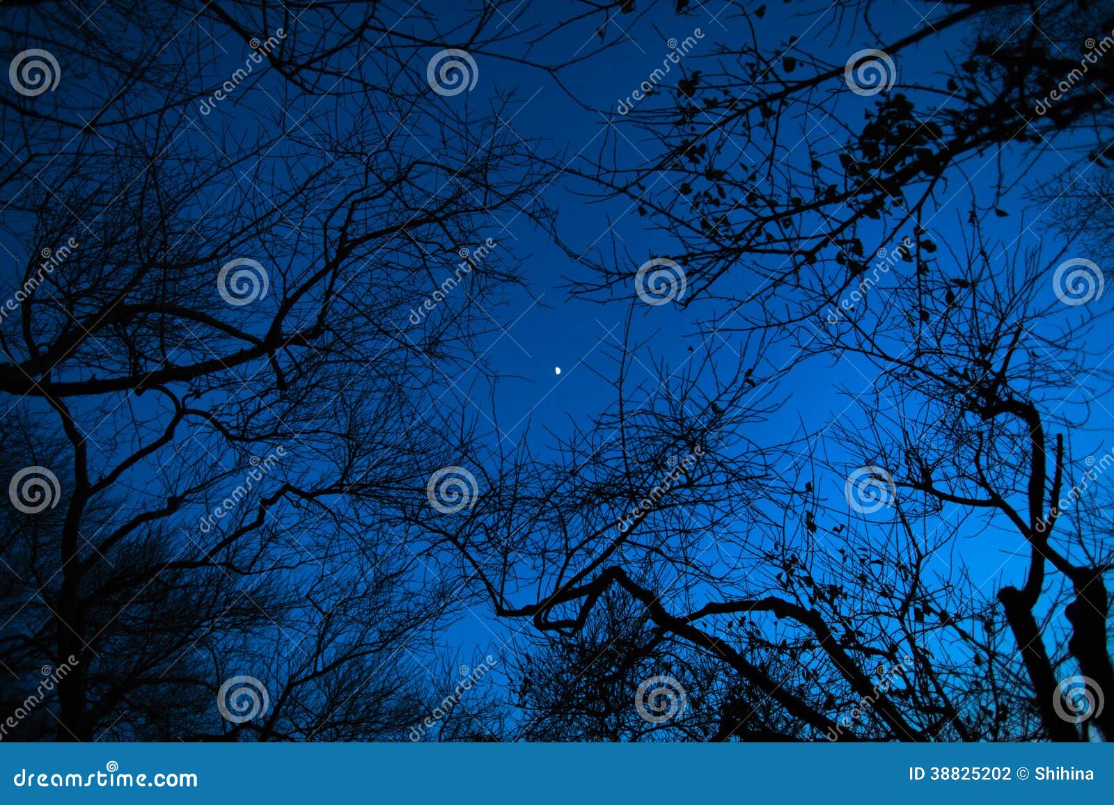 Night Moon through the Branches of Trees Stock Photo - Image of road ...