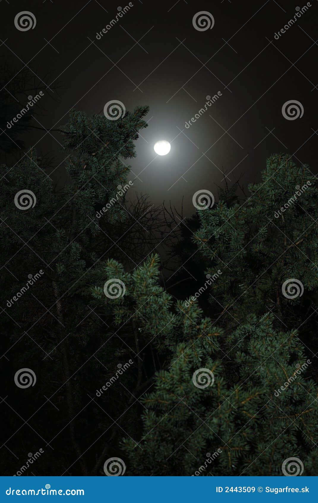 Night, Moon over Trees stock image. Image of full, shining - 2443509
