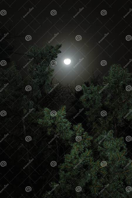 Night, Moon over Trees stock image. Image of full, shining - 2443509