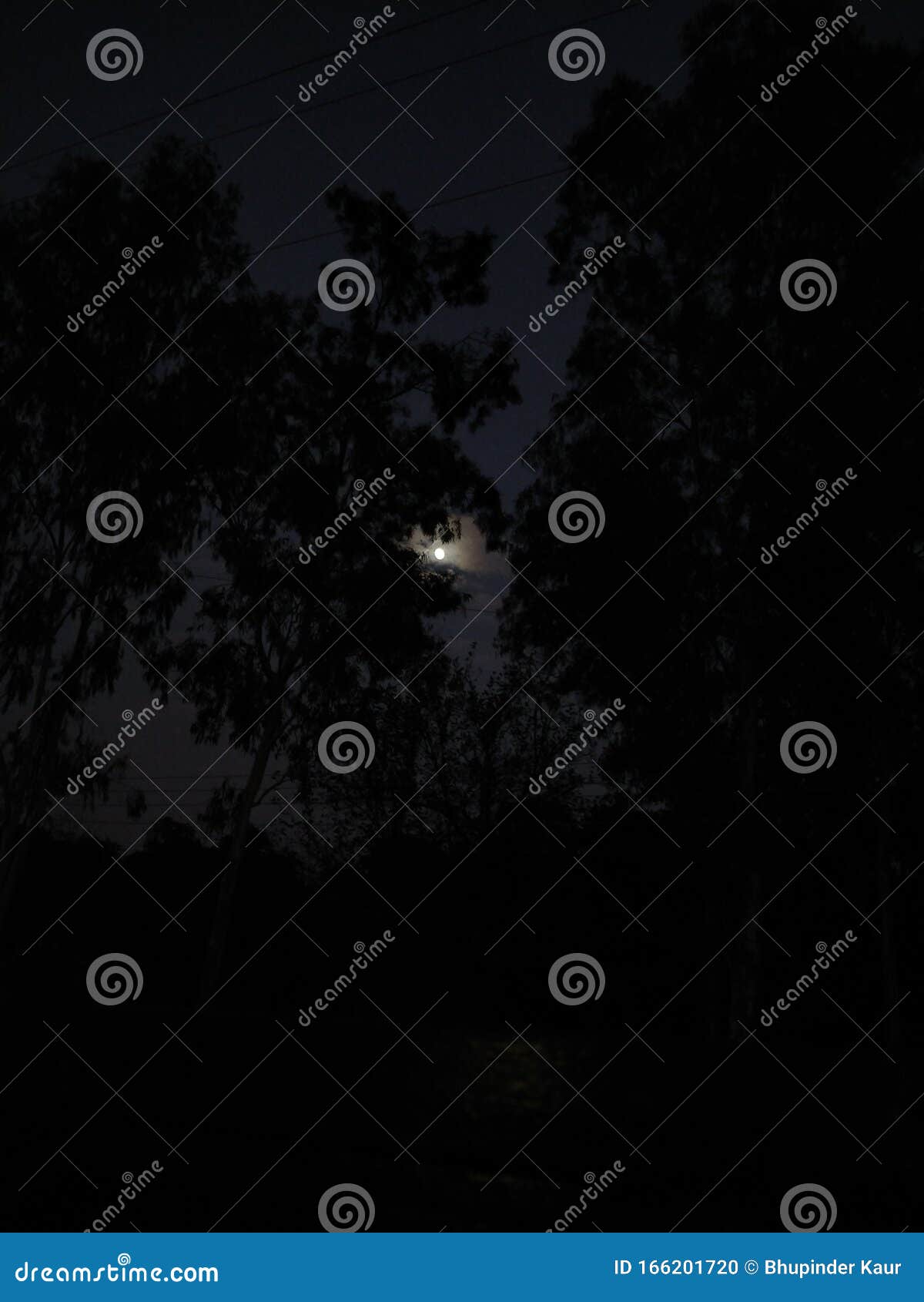At Night the Moon Peeping through the Trees Silhouette Backlit Stock ...