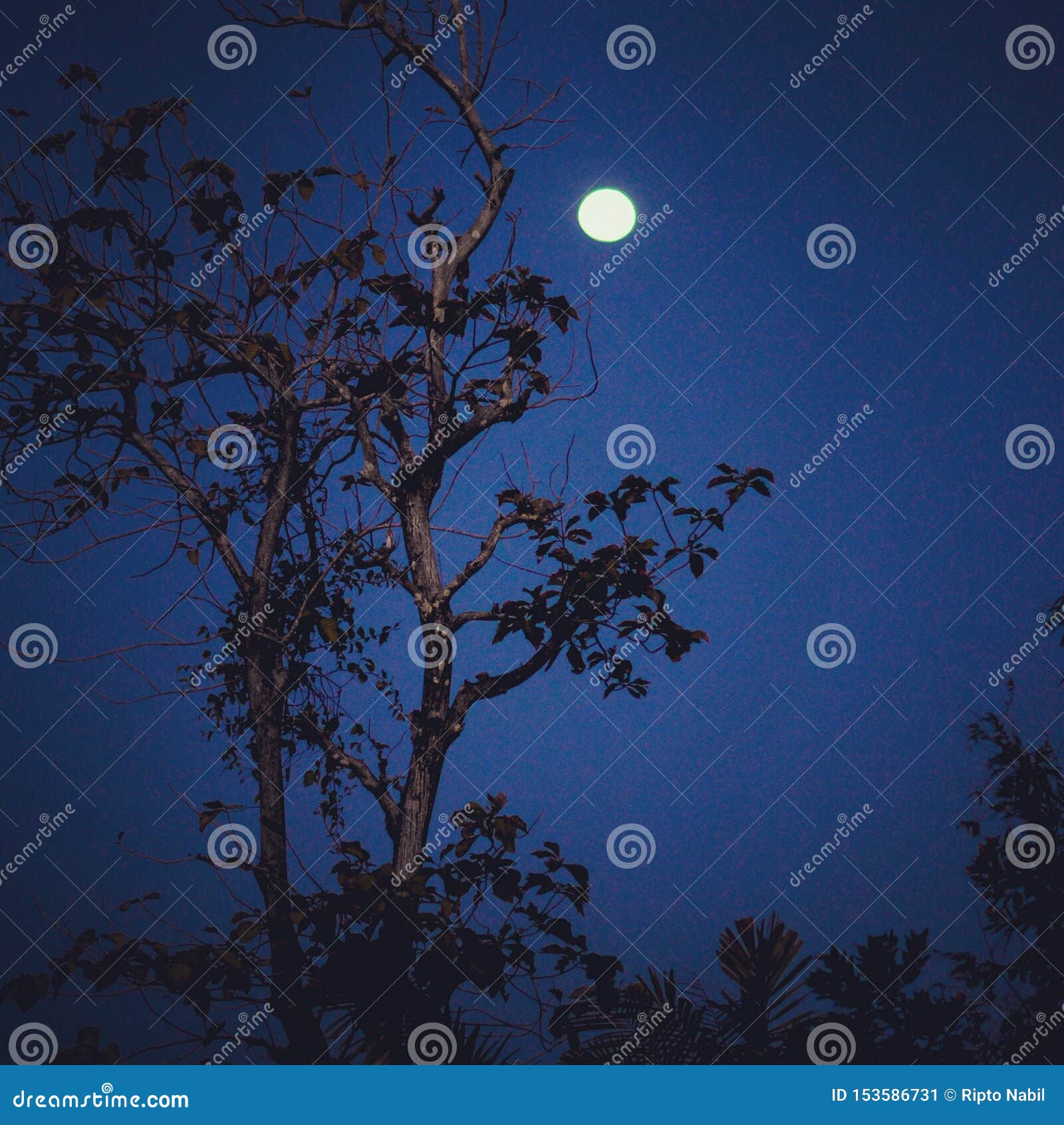 Night stock image. Image of blue, tree, night, moon - 153586731