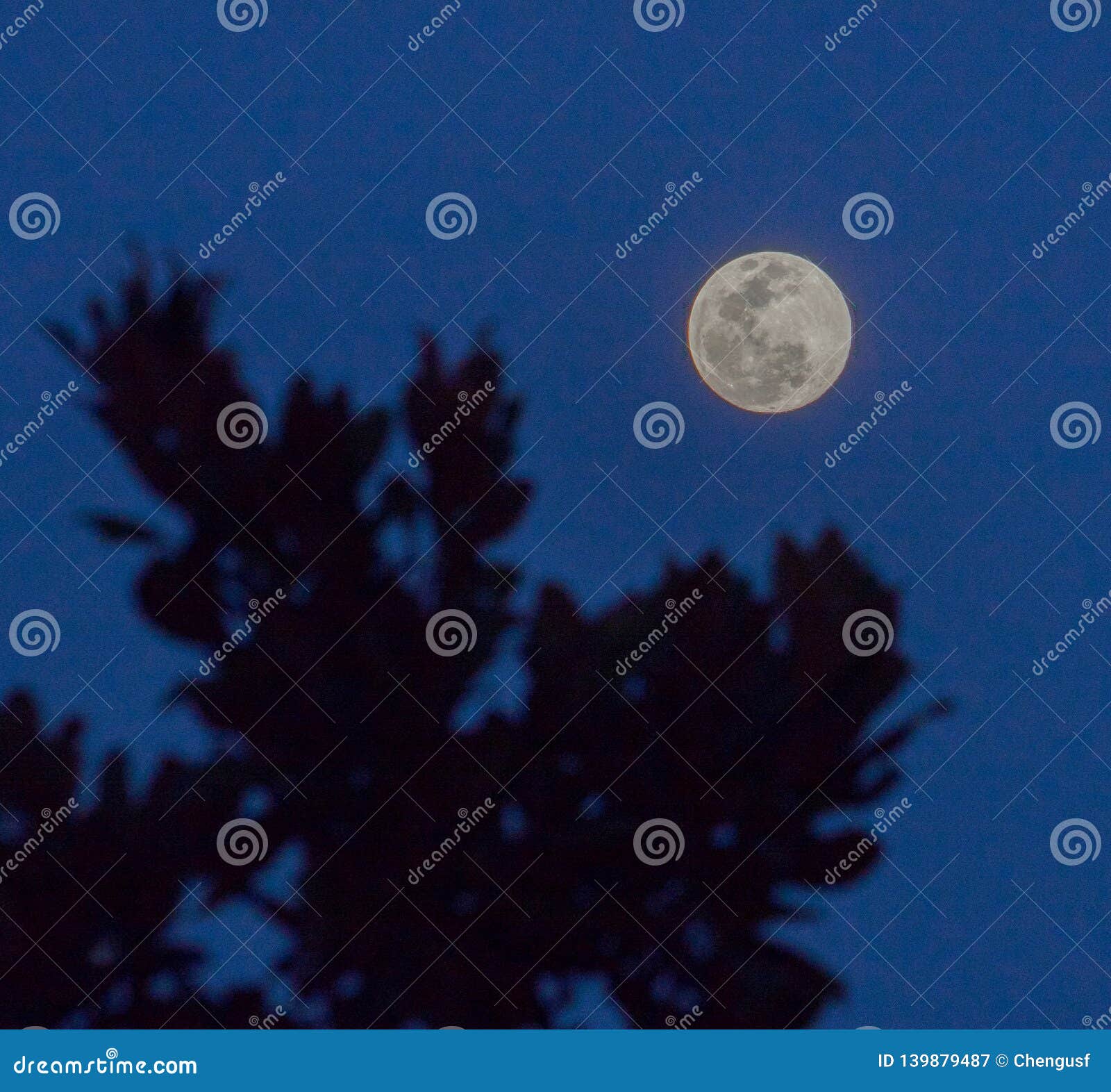 Night moon, and tree stock image. Image of dark, moonshine - 139879487