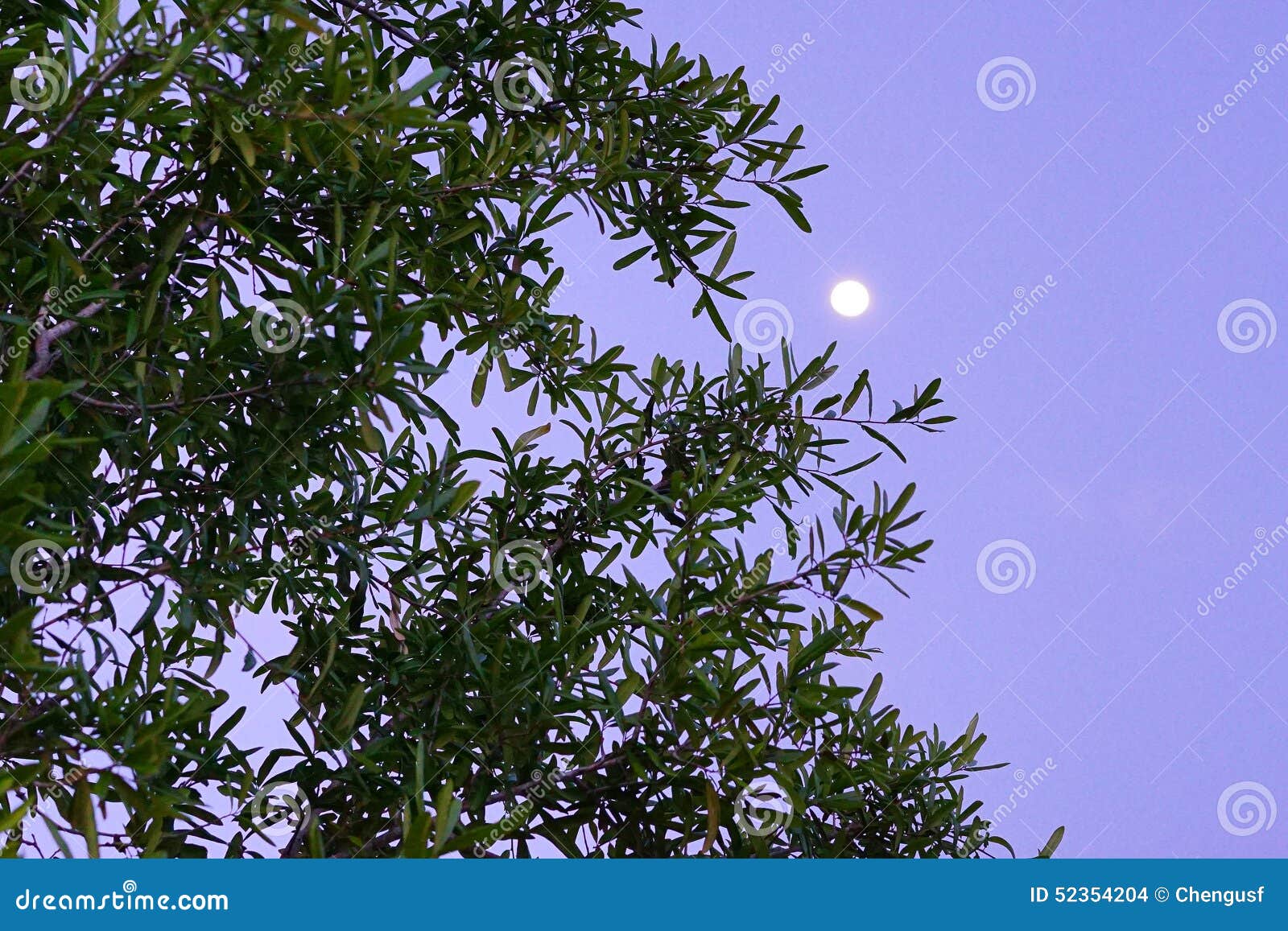 Night moon, and tree stock photo. Image of full, lunar - 52354204