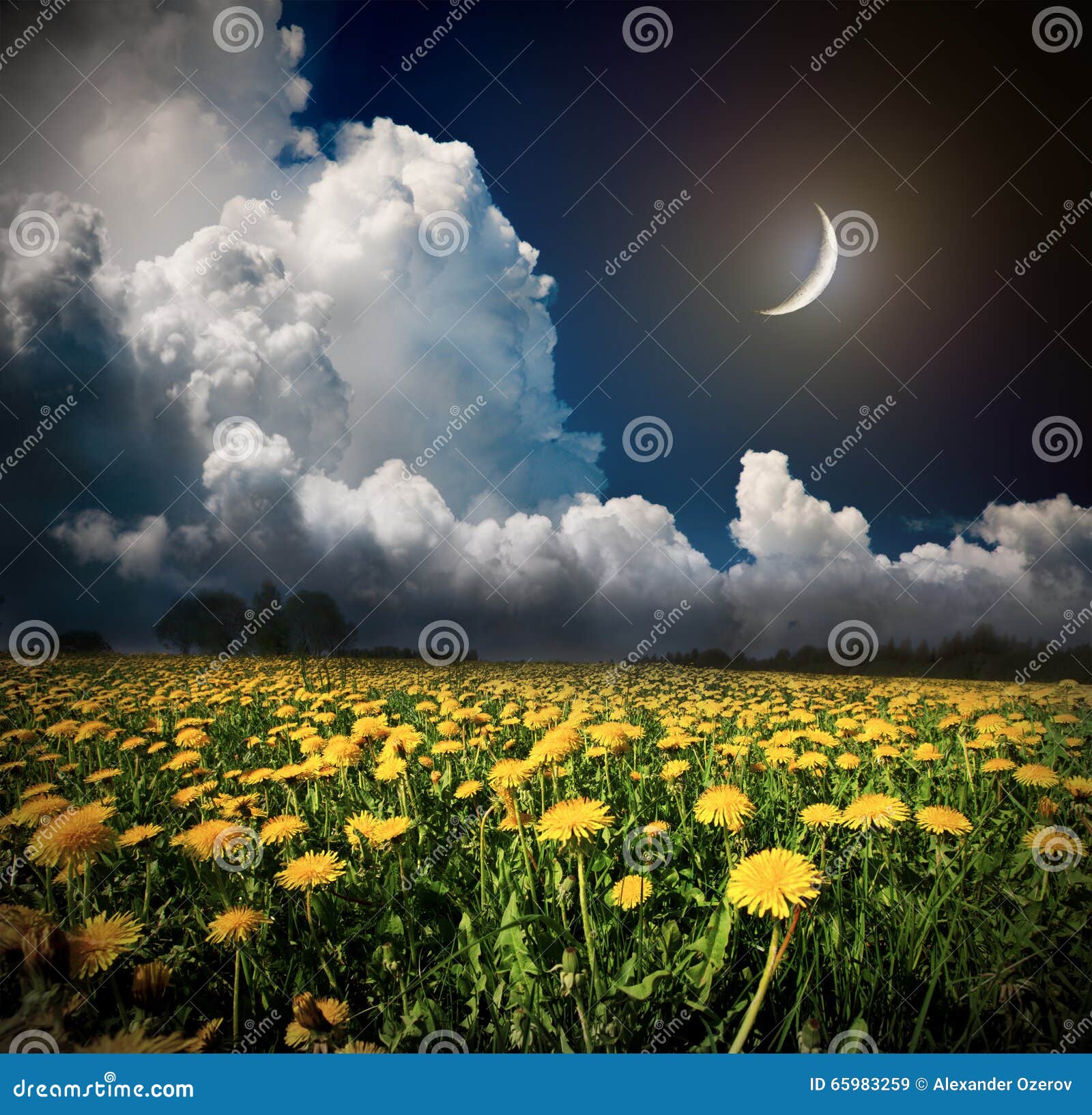 Flower Field At Night