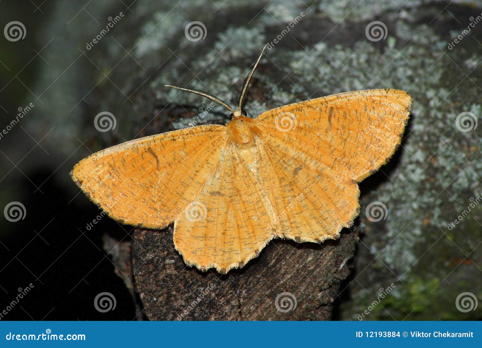 Night moth stock photo. Image of moth, trunk, butterfly - 12193884