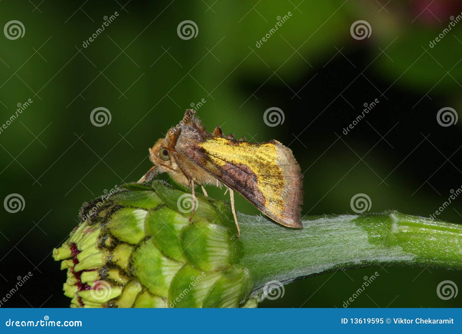Night moth stock image. Image of garden, stem, lepidoptera - 13619595