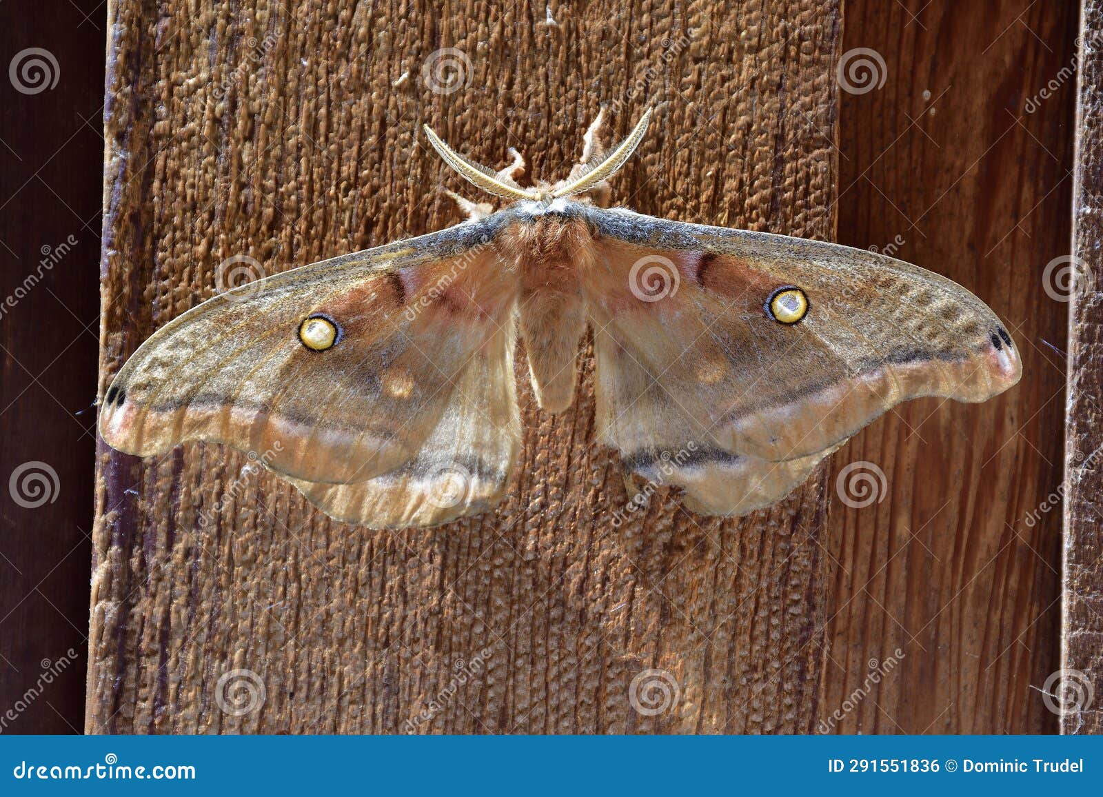 Night Moth Close Up. Antenna Details Stock Photo - Image of wing ...