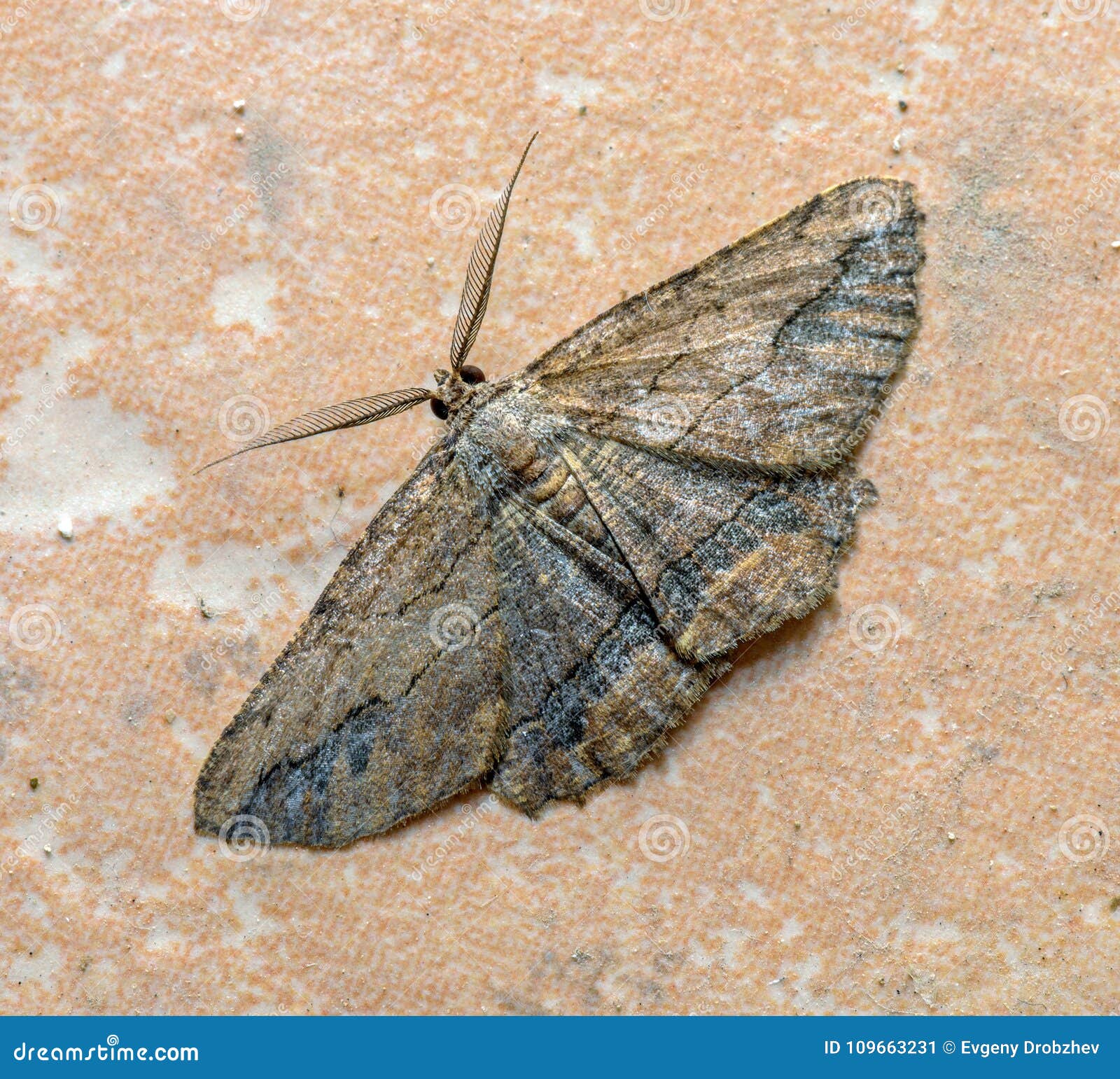 Night moth stock image. Image of brown, wing, closeup - 109663231