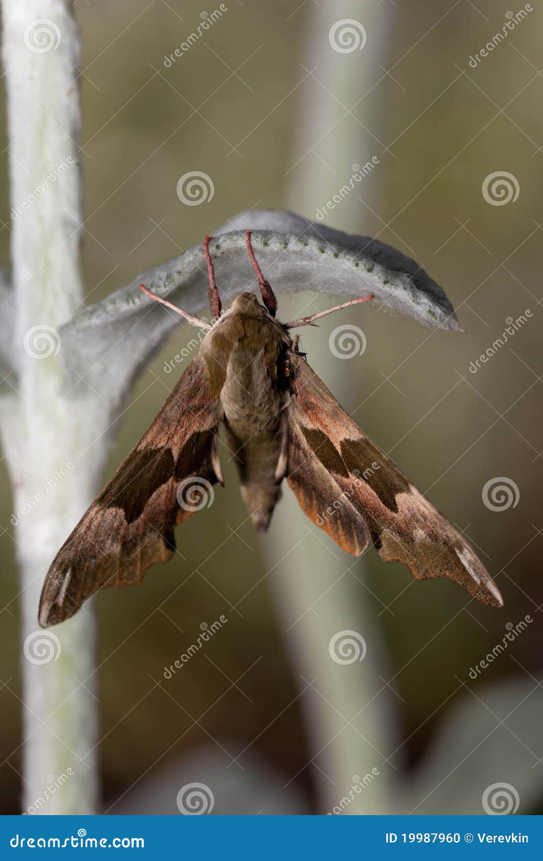 A Night Moth Hanging on a Sheet (Sphingidae) Stock Photo - Image of ...