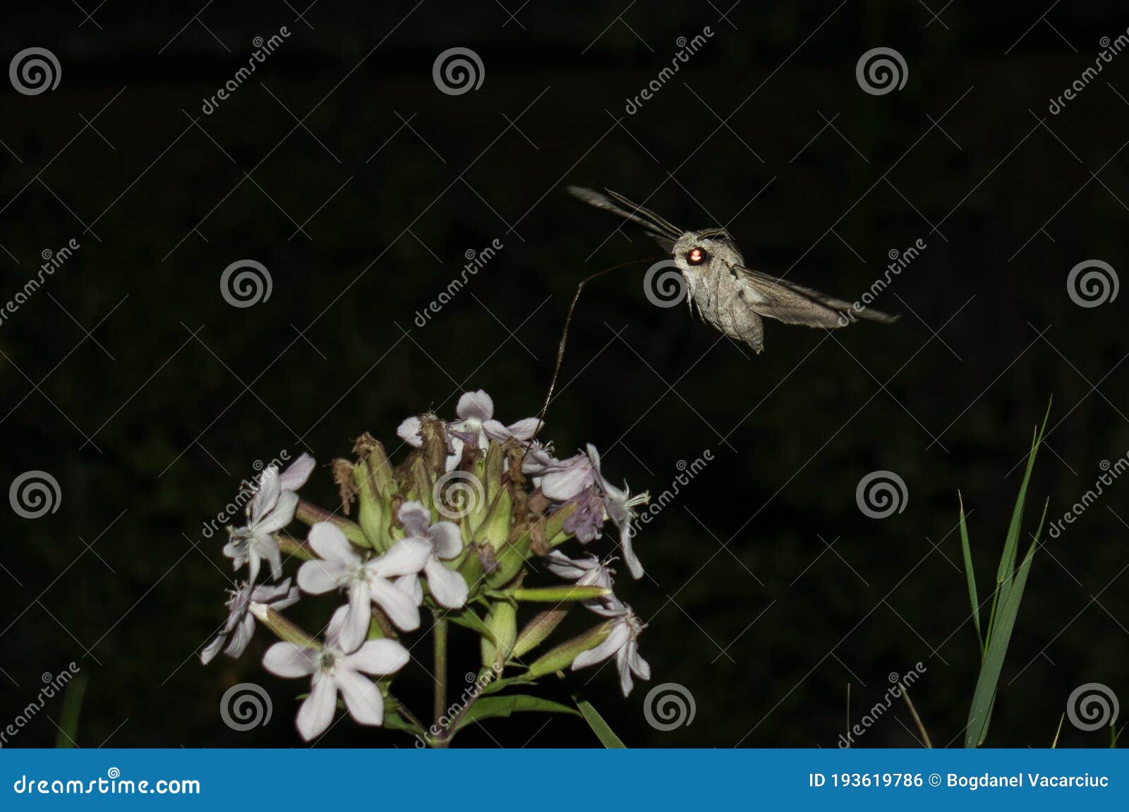 Night Moth - Sphinx Moth, Feeds on Flower Nectar. Photographed during ...