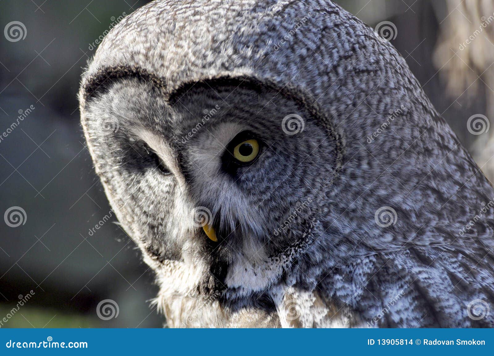 Night owl stock photo. Image of hunting, animal, eagle - 13905814