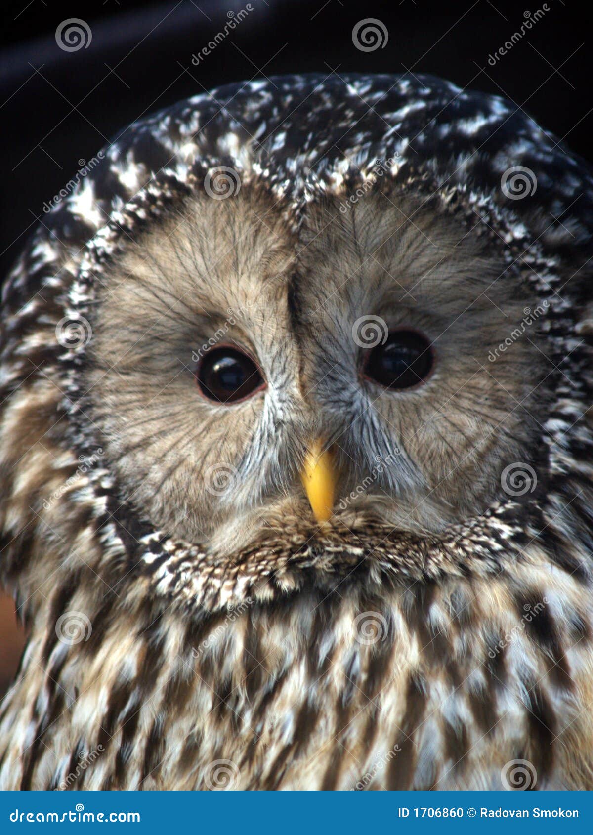 Night owl stock photo. Image of falconry, night, killer - 1706860