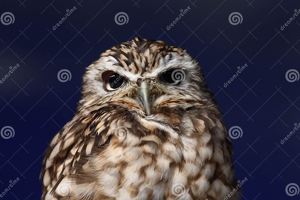 Night owl stock image. Image of birds, night, wildlife - 3774083