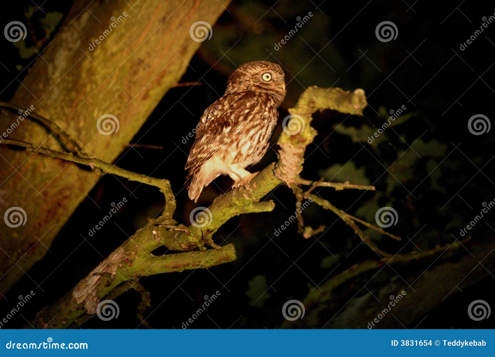 Night Owl stock photo. Image of profile, trees, illuminated - 3831654