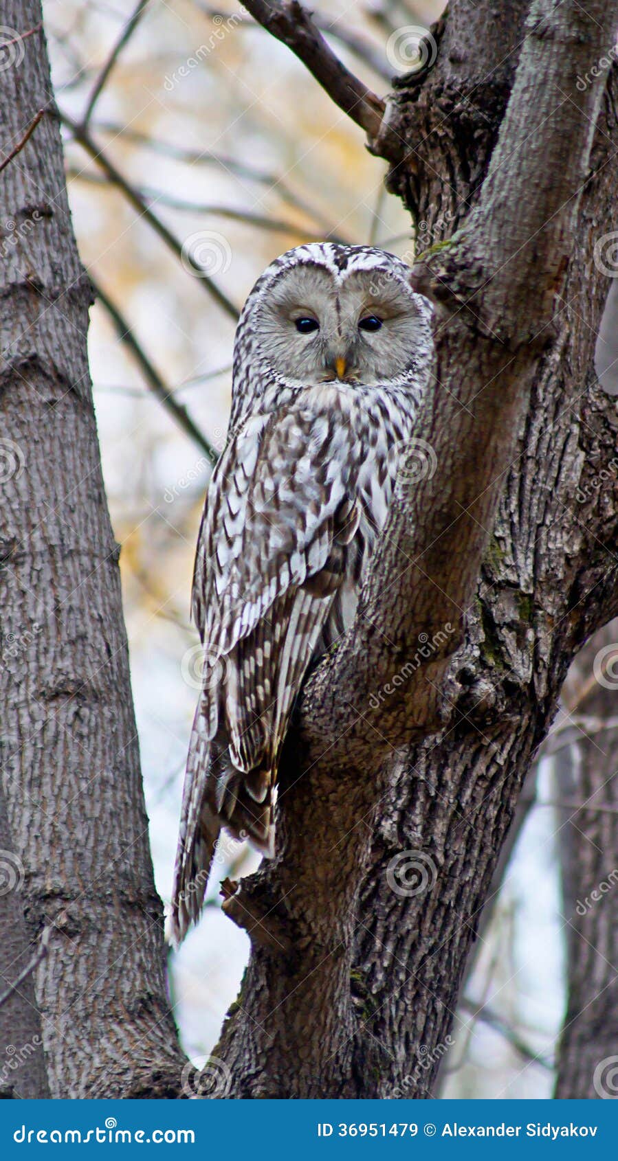 Night owl bird. stock image. Image of beautiful, pets - 36951479