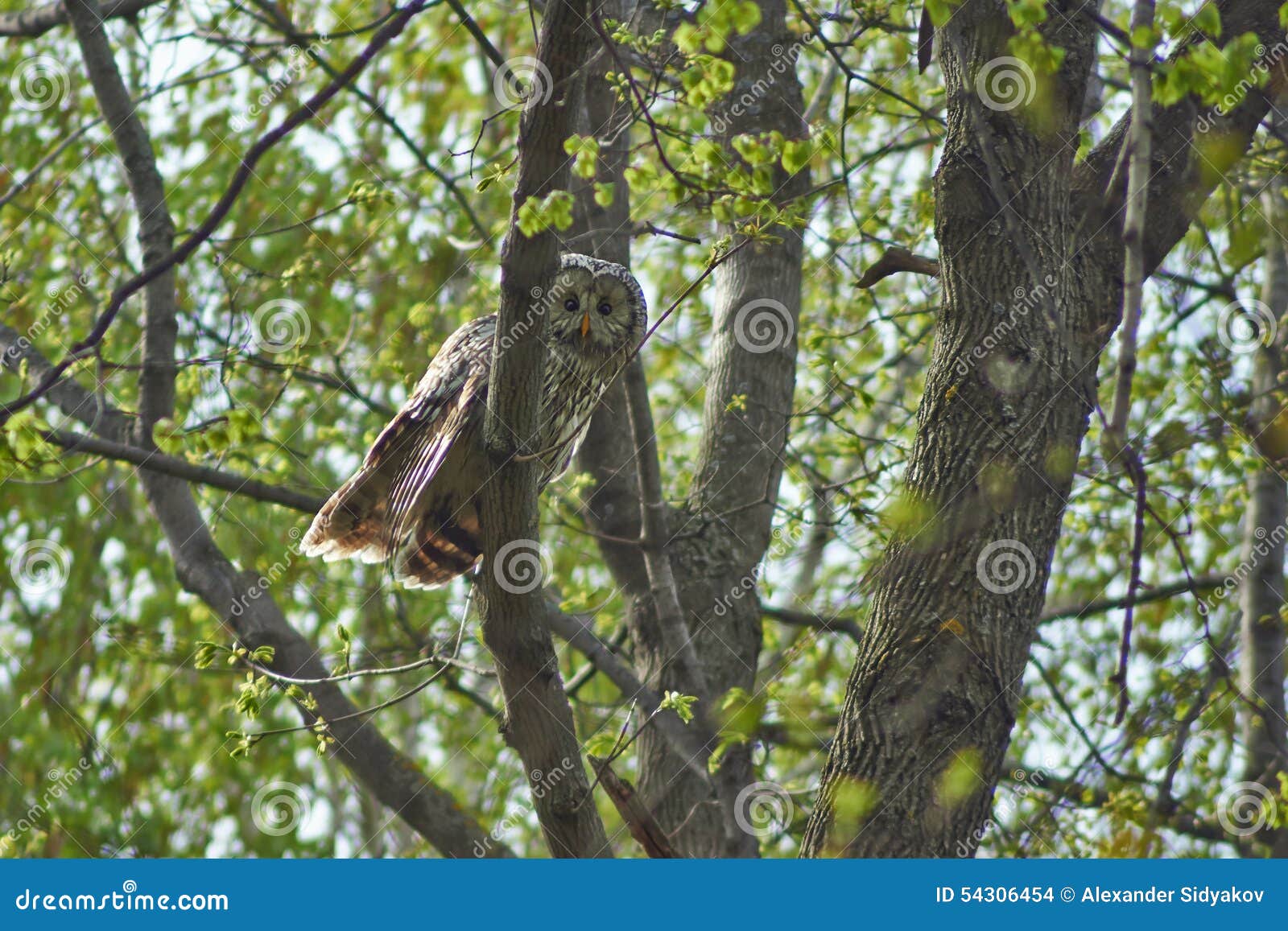 Night Owl Bird On A Background Forest. Stock Photo - Image of beauty ...