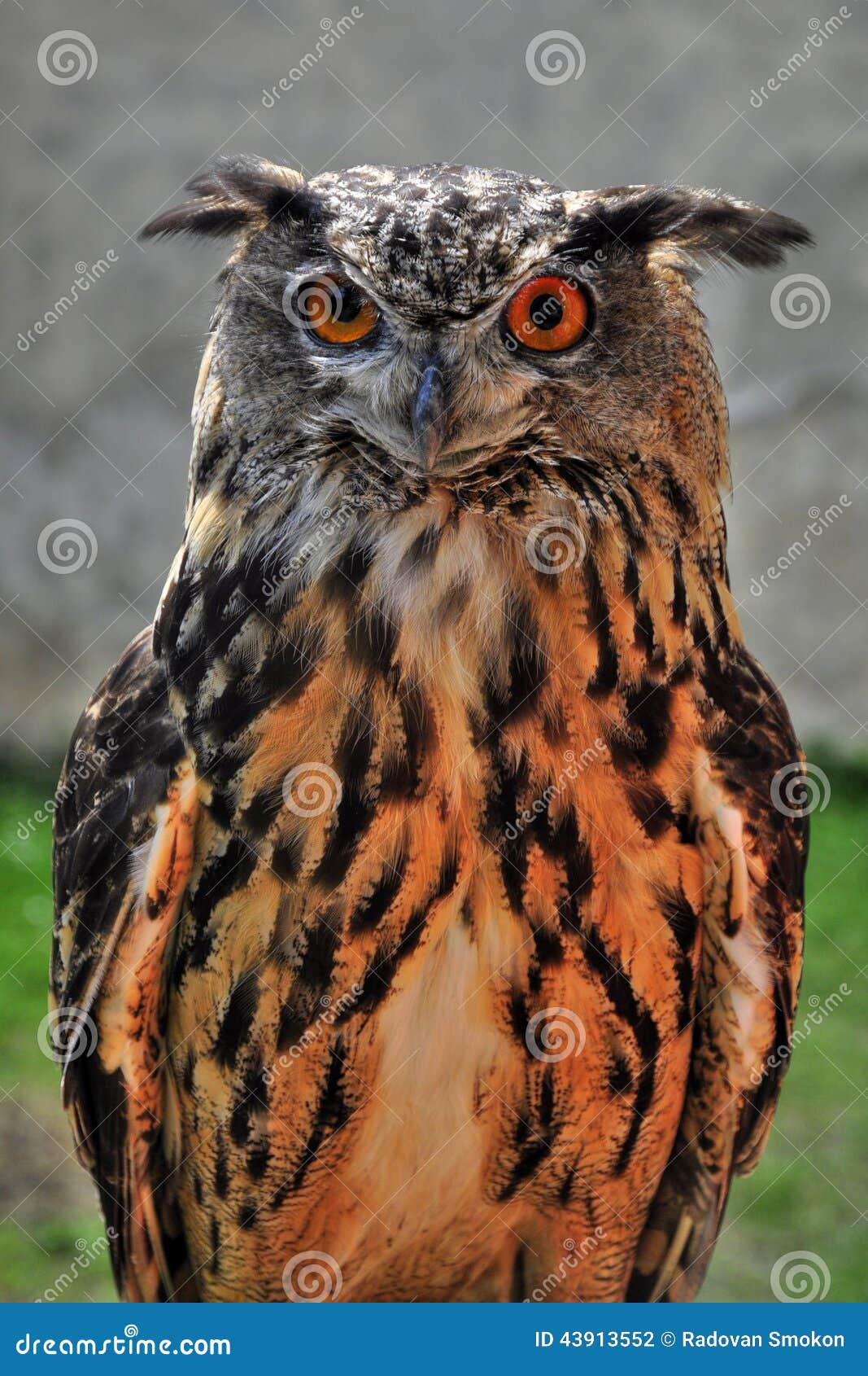 Night owl stock photo. Image of falconry, environment - 43913552