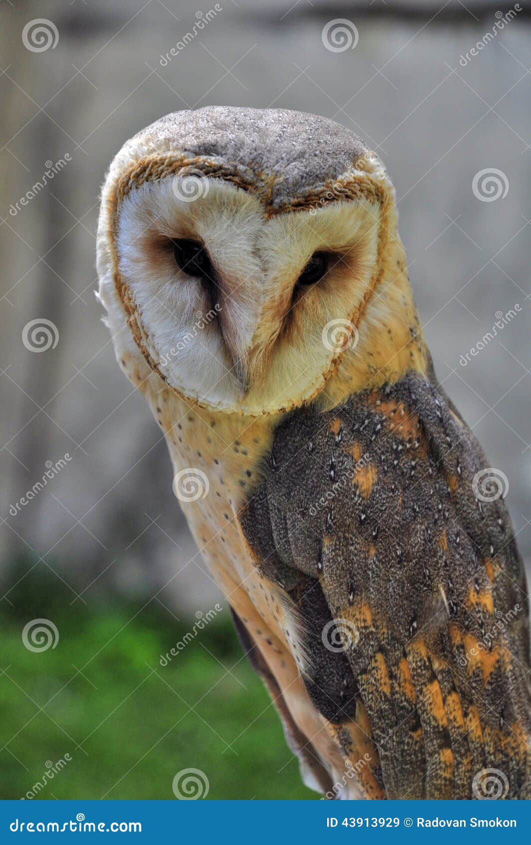 Night owl stock image. Image of resting, sharp, night - 43913929