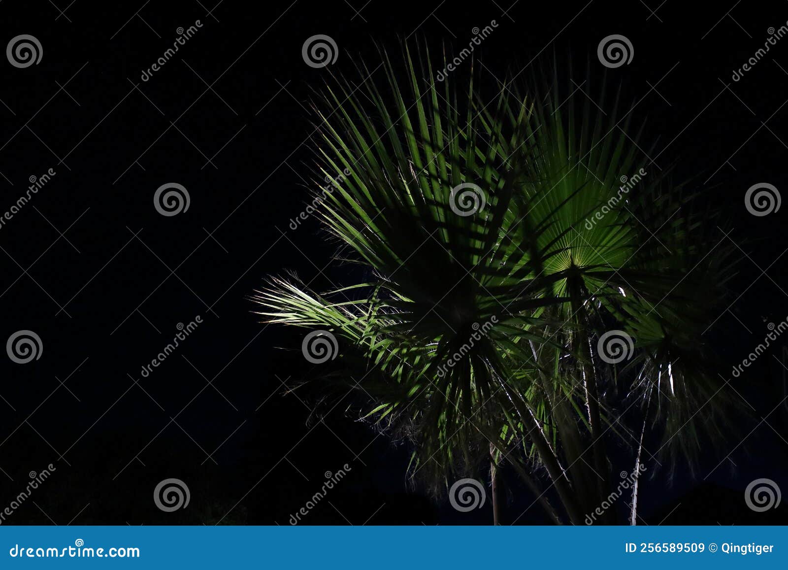 Night Palm Leaves. Night Photography. Palm Tree Stock Image - Image of ...