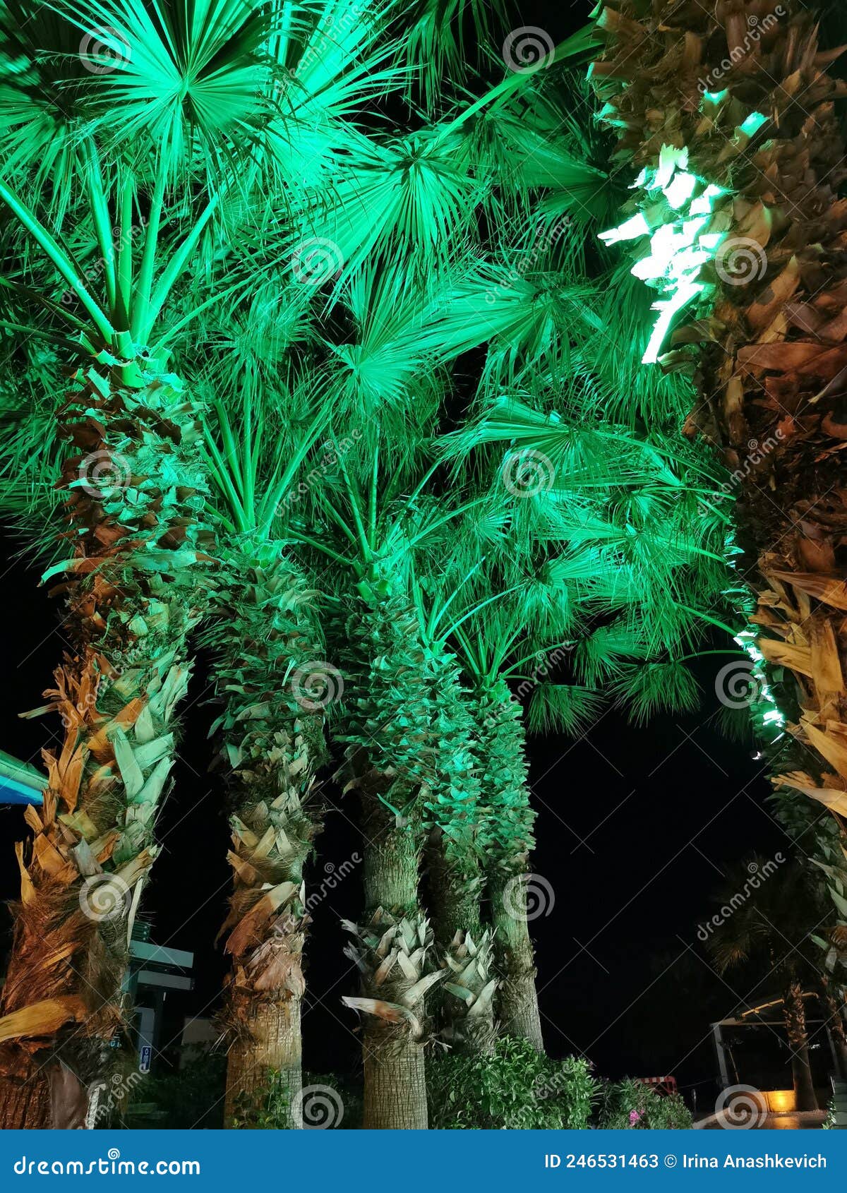 Night Palm Trees Under the Green Light Stock Image - Image of tropical ...