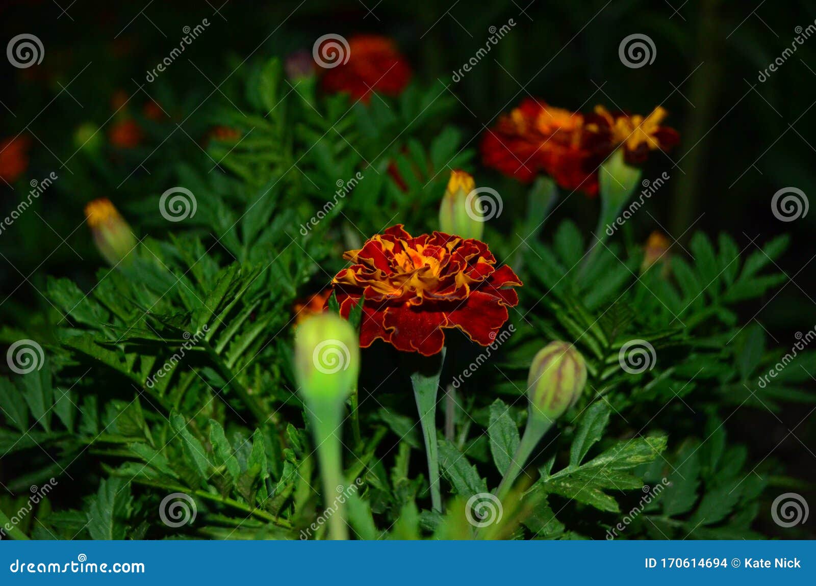 Night Photography of Marigolds Stock Photo - Image of marigold, plant ...