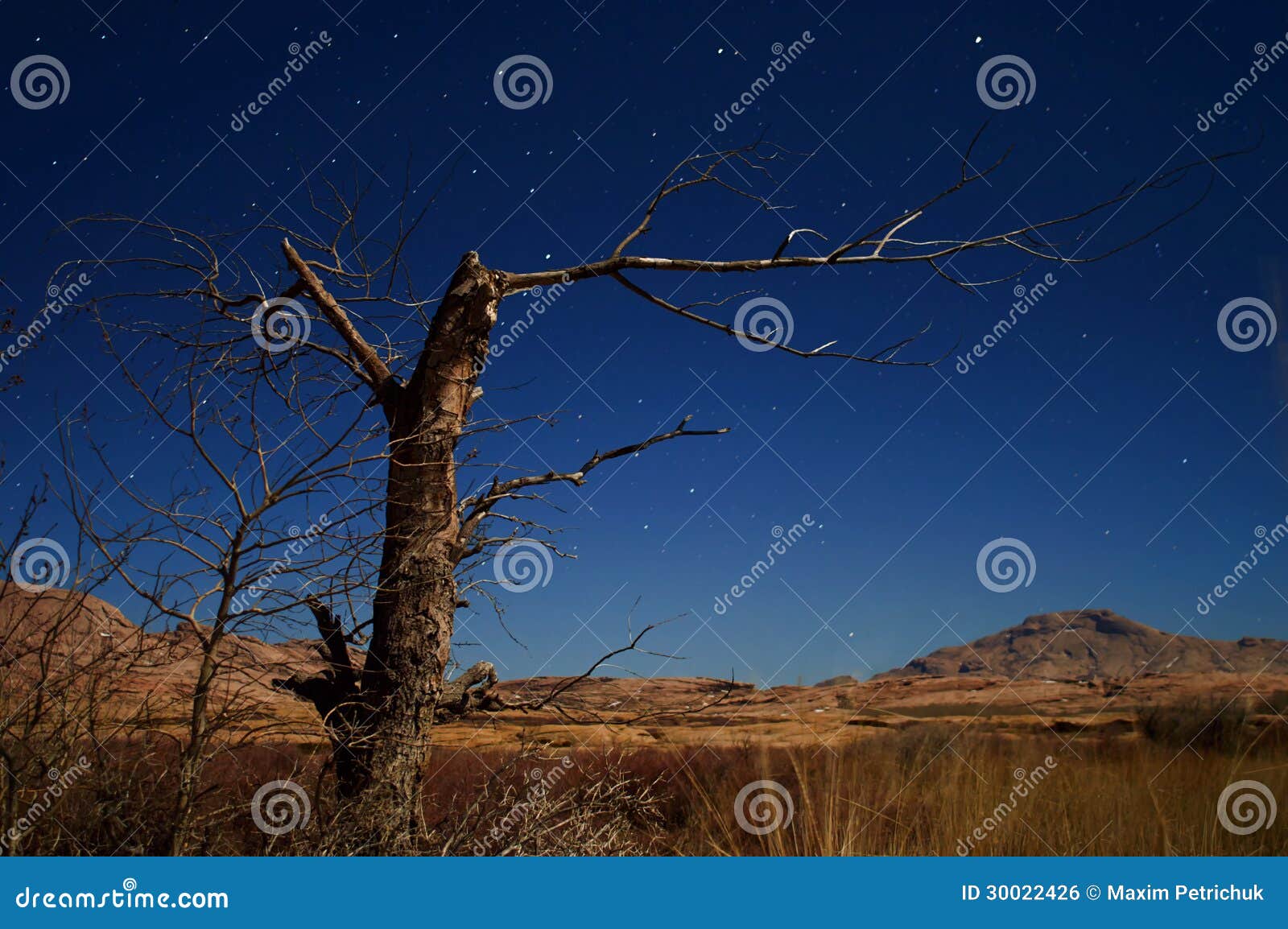 Night Photos Dead Tree in the Desert Stock Photo - Image of wild ...