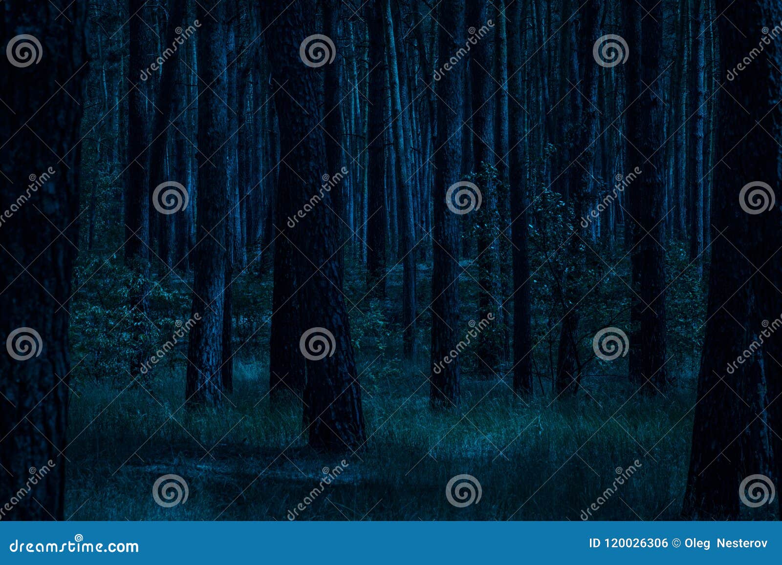 Night in the Pine Forest Moonlit Moonlight Grass and Trees Stock Photo ...