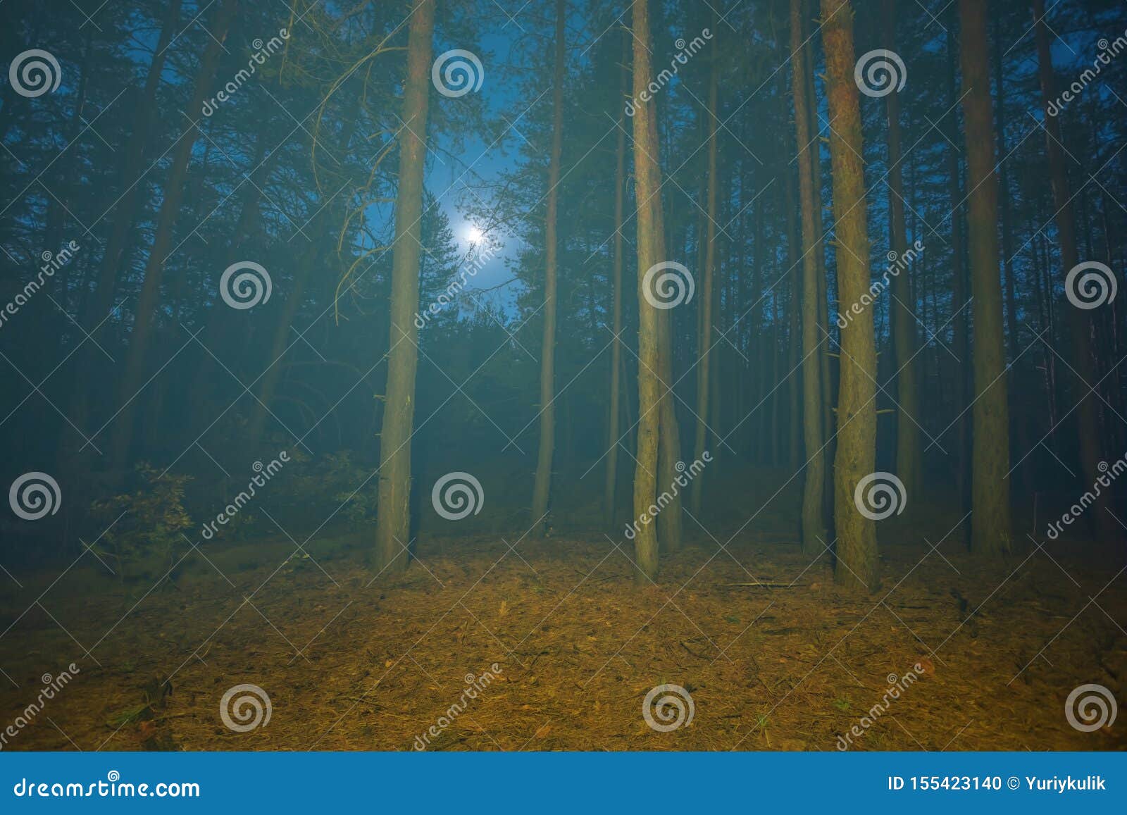 Night Pine Tree Forest at the Night Stock Photo - Image of landscape ...