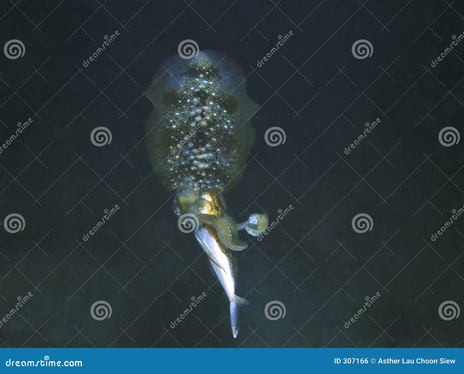 Night Predator stock photo. Image of squid, nocturnal, hunting - 307166