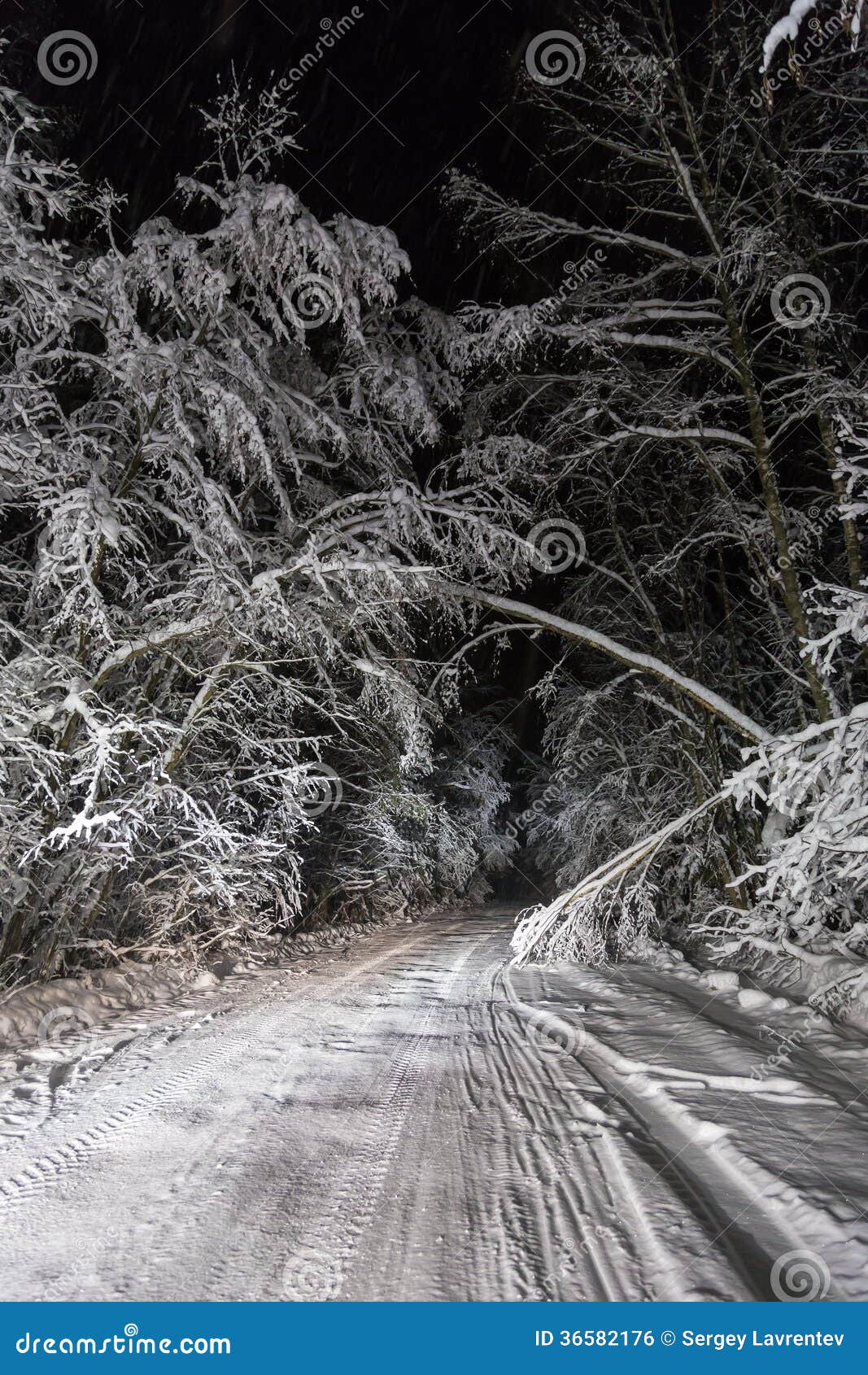 Night Road in Winter Forest Stock Photo - Image of rural, scene: 36582176