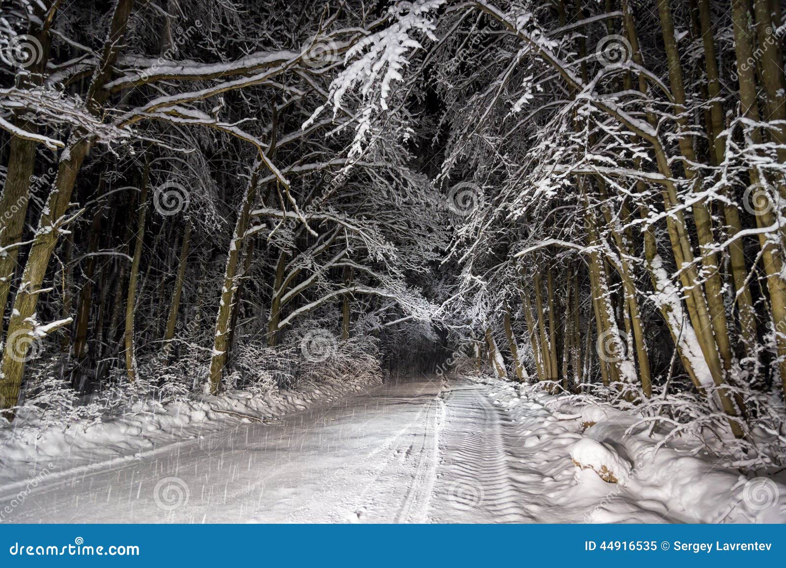 Night Road in Winter Forest Stock Image - Image of street, night: 44916535