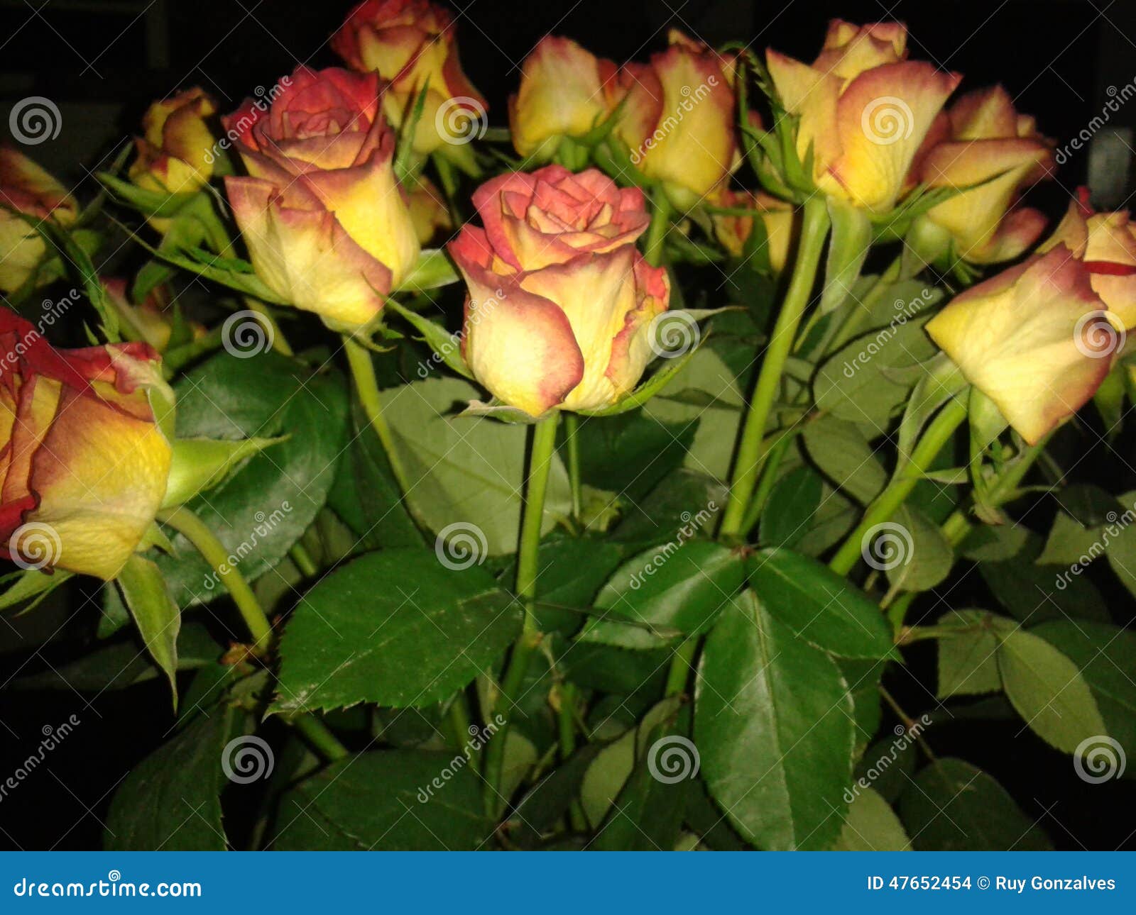 Night Roses stock photo. Image of roses, soul, romance - 47652454