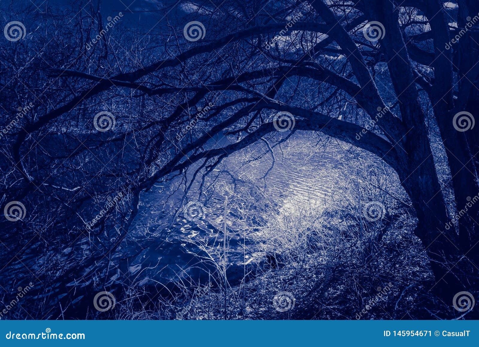 Night Scene in a Haunted Forest, with Branches Overhanging a Moon-lit ...